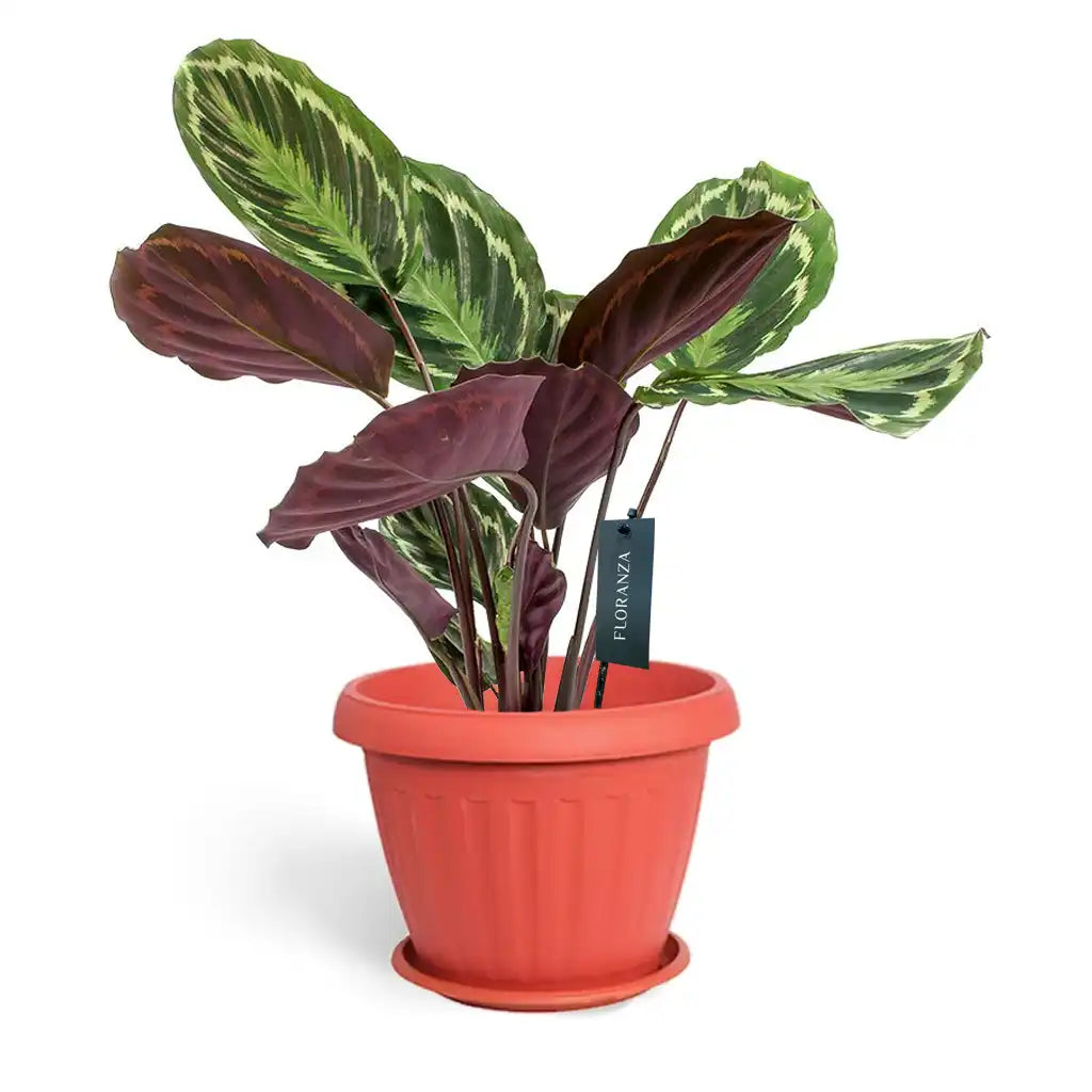 Calathea Medallion - Peacock Plant - FLORANZA INTERNATIONAL NURSERY
