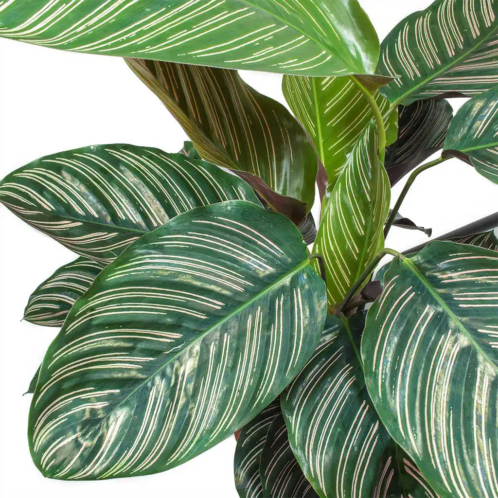 Calathea Ornata Sanderiana - Peacock Plant - FLORANZA INTERNATIONAL NURSERY