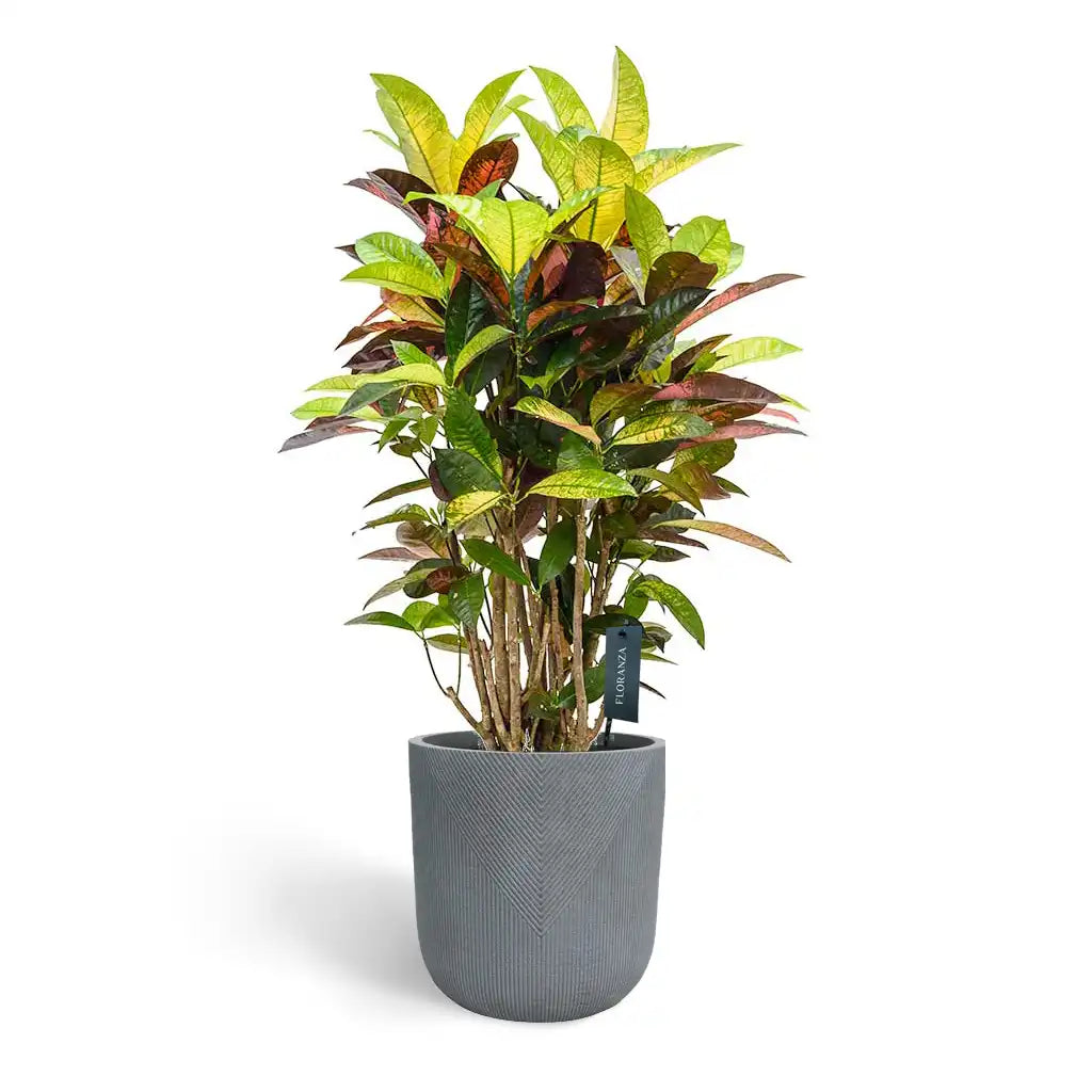 Codiaeum Iceton - Croton - FLORANZA INTERNATIONAL NURSERY