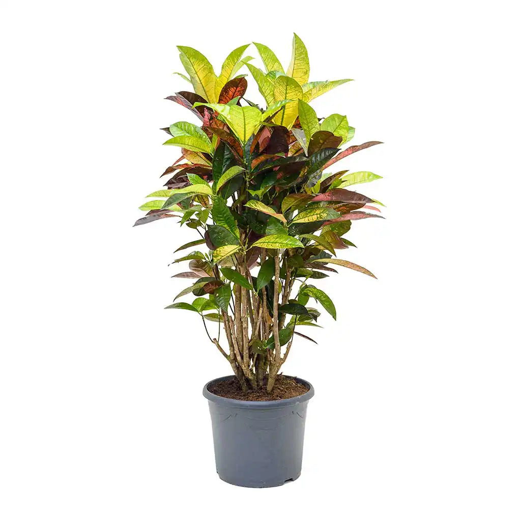 Codiaeum Iceton - Croton - FLORANZA INTERNATIONAL NURSERY