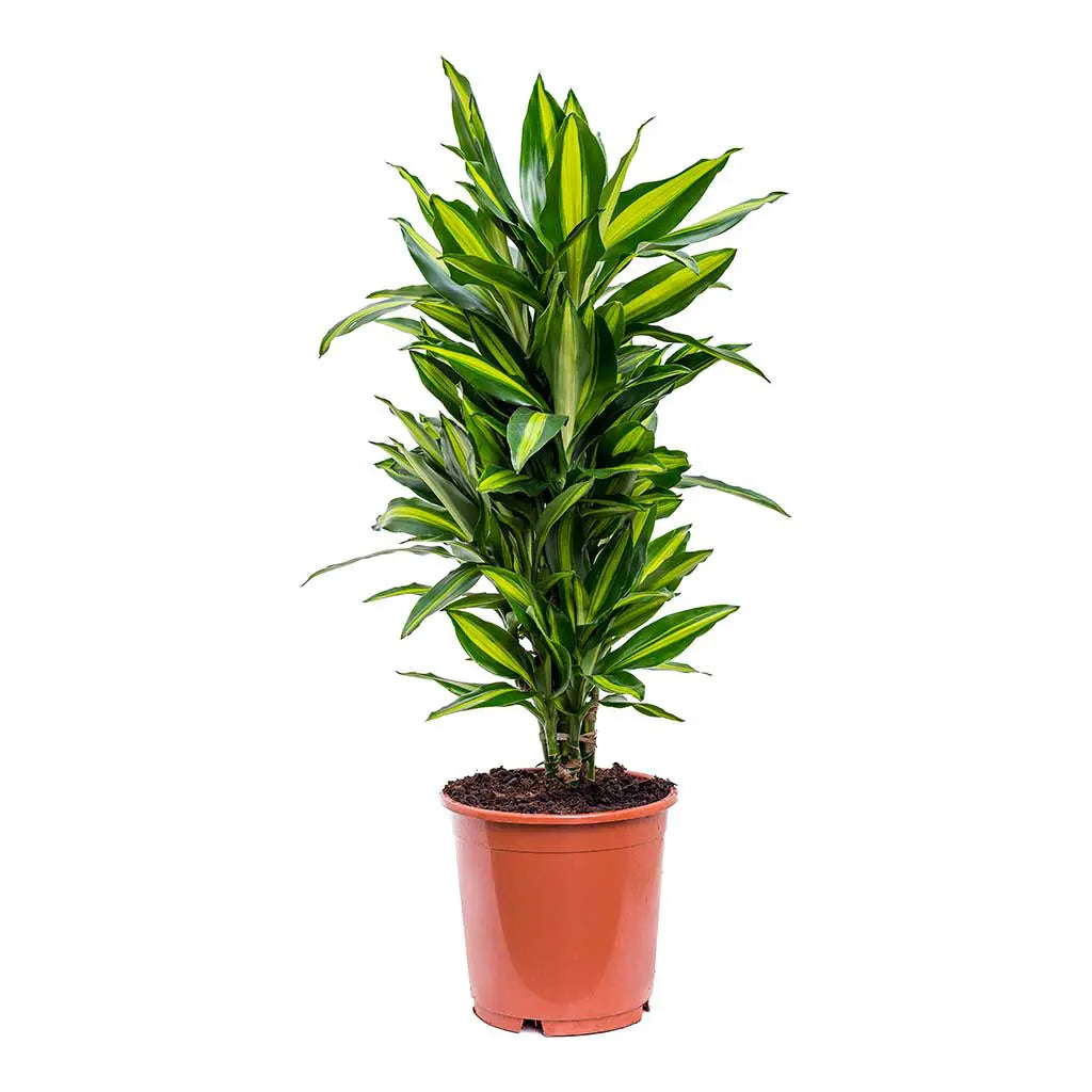 Dracaena Cintho - Corn Plant - FLORANZA INTERNATIONAL NURSERY