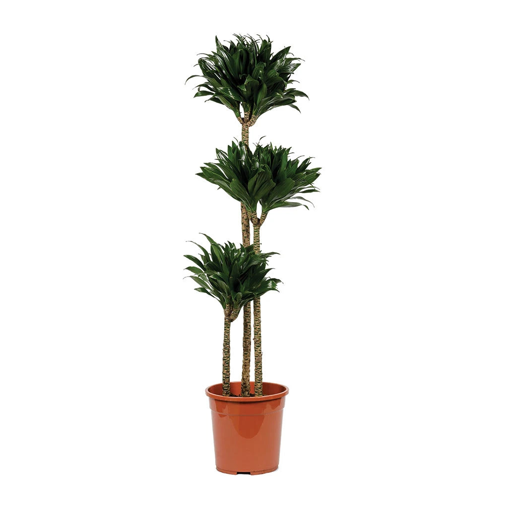 Dracaena Compacta Multi Stem -Dragon Plant - FLORANZA INTERNATIONAL NURSERY