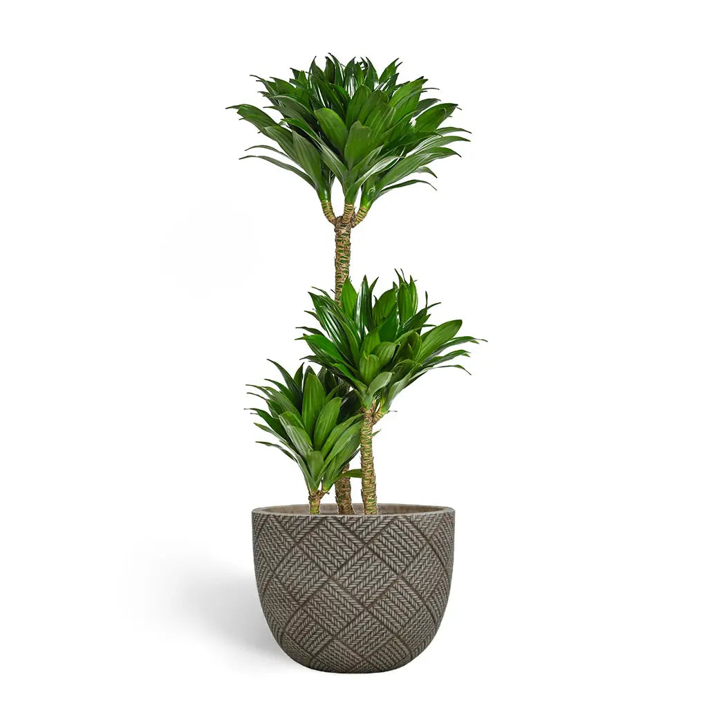 Dracaena Compacta Multi Stem -Dragon Plant - FLORANZA INTERNATIONAL NURSERY