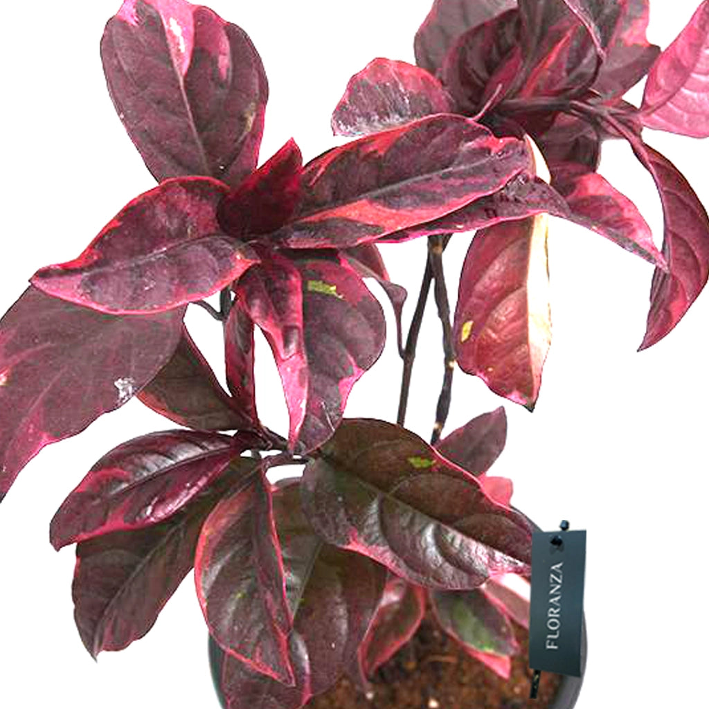 Eranthemum - FLORANZA INTERNATIONAL NURSERY