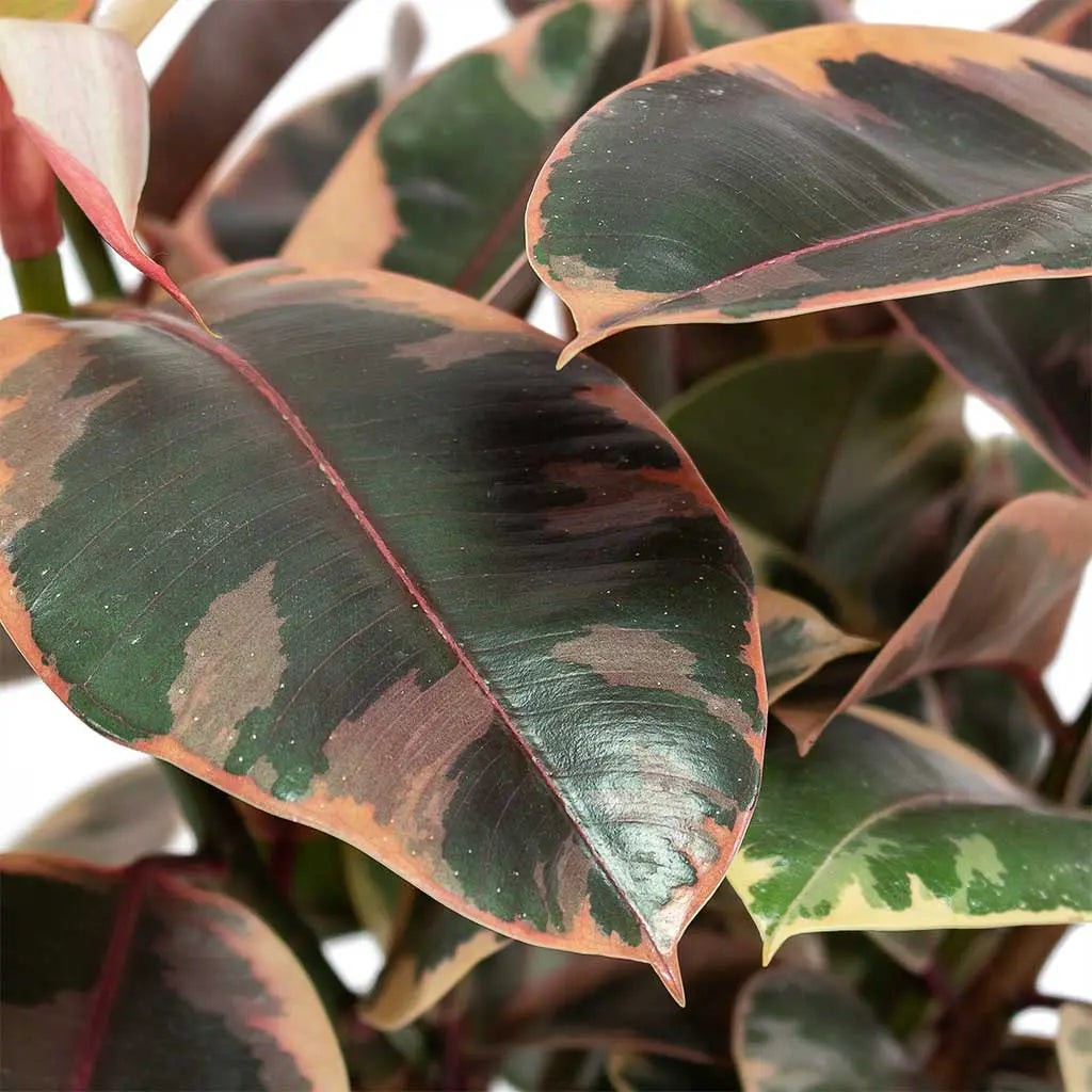 Ficus Robusta Multi-Stem - Rubber Plant - FLORANZA INTERNATIONAL NURSERY