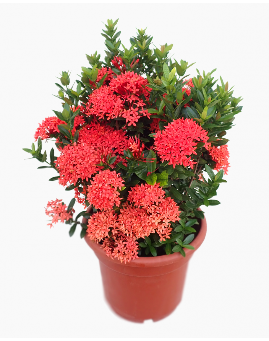 Ixora chinensis (Assorted colours) - FLORANZA INTERNATIONAL NURSERY
