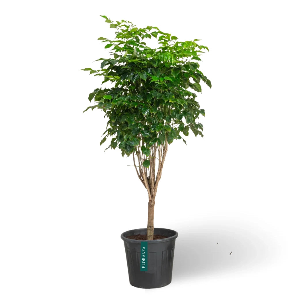 Radermachera - China doll plant - FLORANZA INTERNATIONAL NURSERY