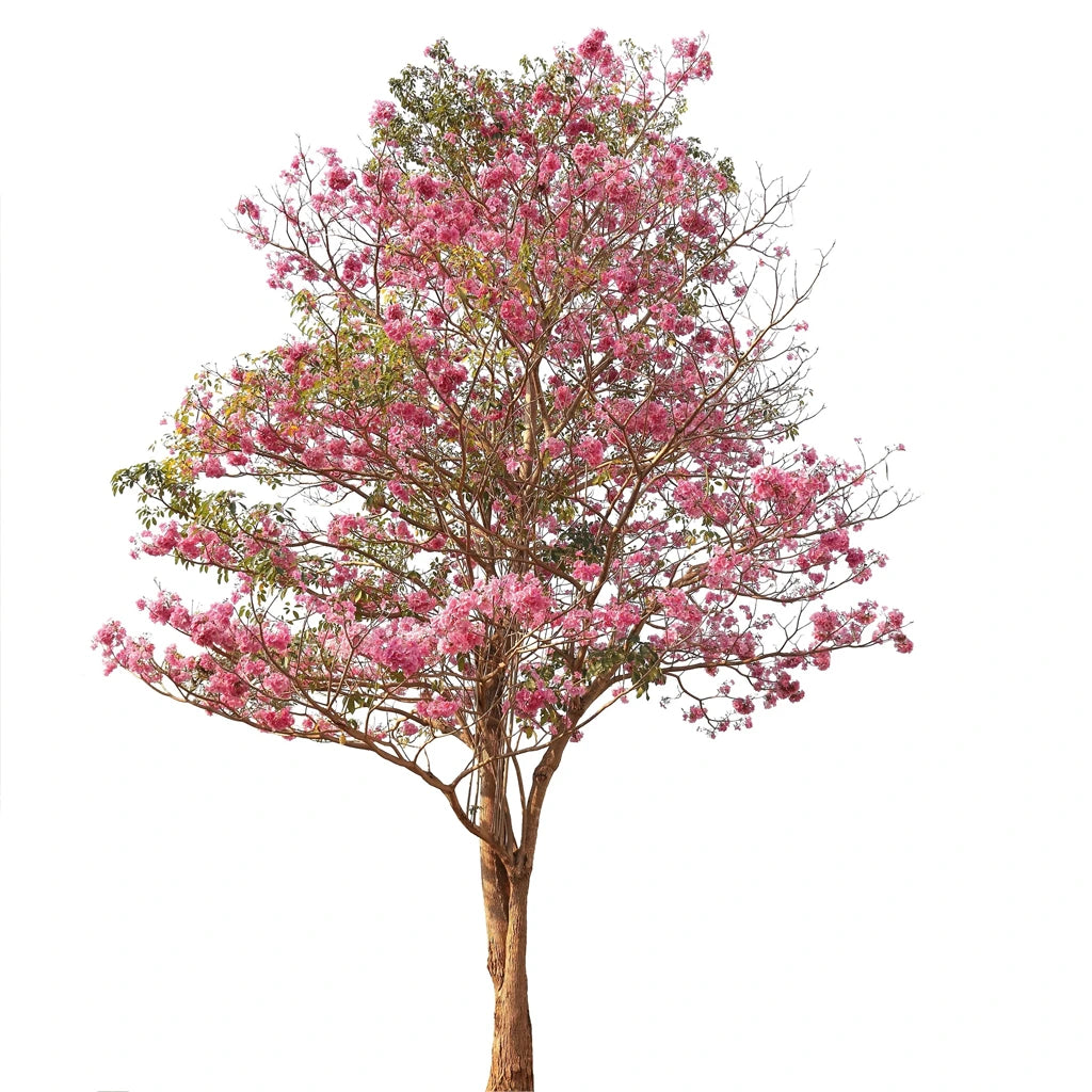 Tabebuia Rosea- Pink trumpet tree - FLORANZA INTERNATIONAL NURSERY