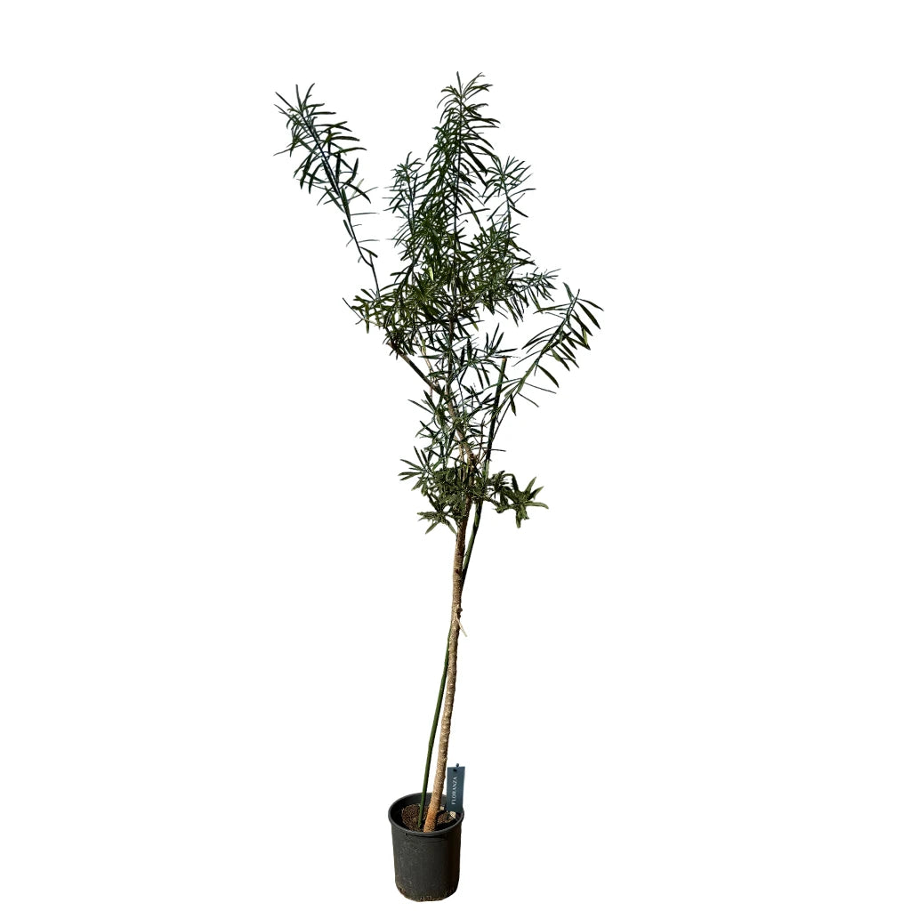 Thevetia Peruviana- Yellow Oleander - FLORANZA INTERNATIONAL NURSERY